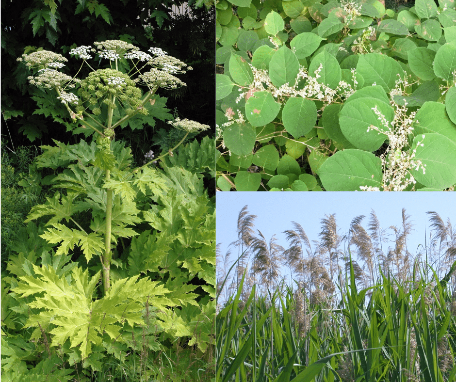 Lancement d’un projet de lutte contre les plantes exotiques ...